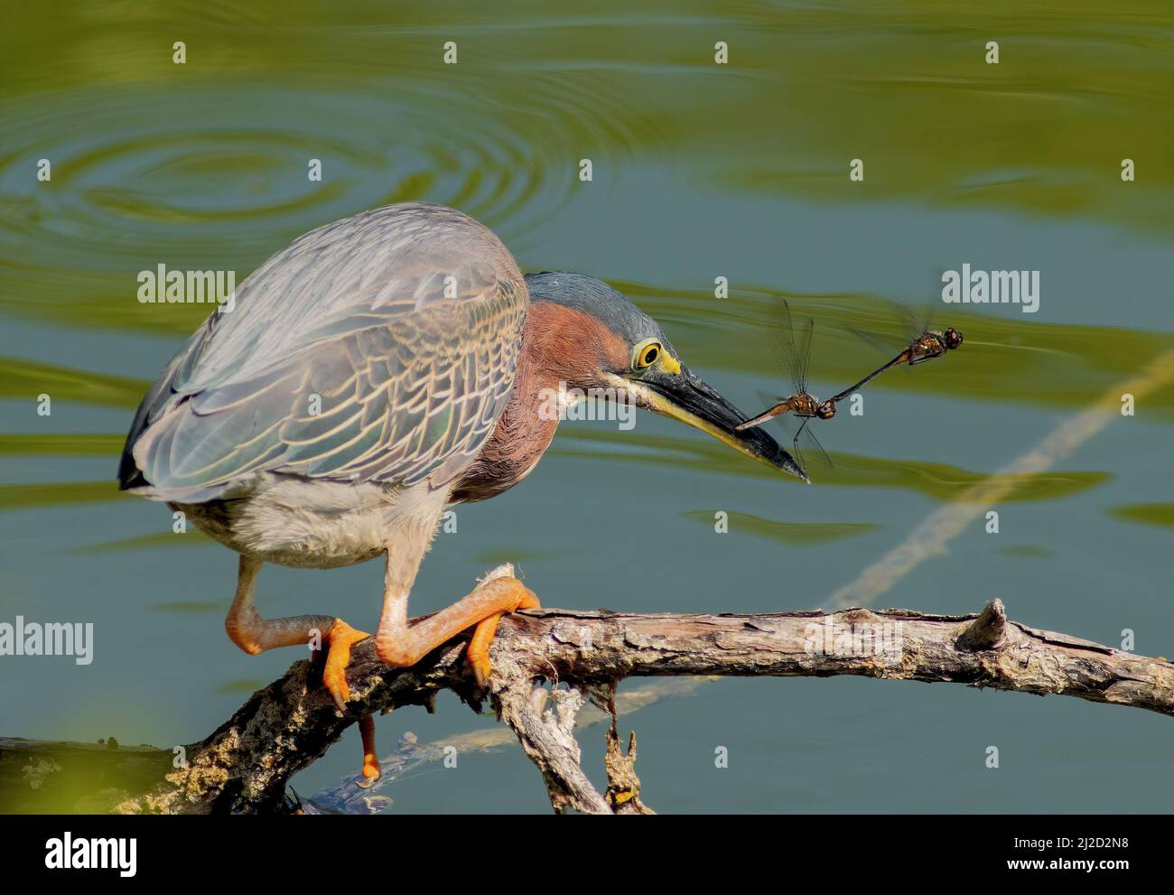 Dragonflies birds hi-res stock photography and images - Alamy