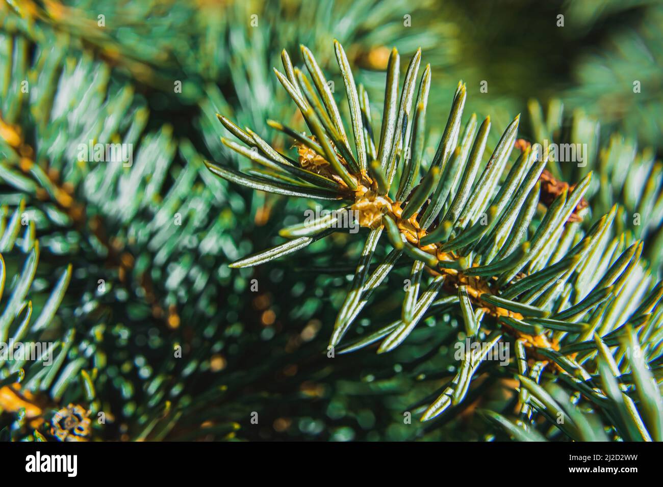 A macro view of pine needles on a tree branch that look quite sharp ...