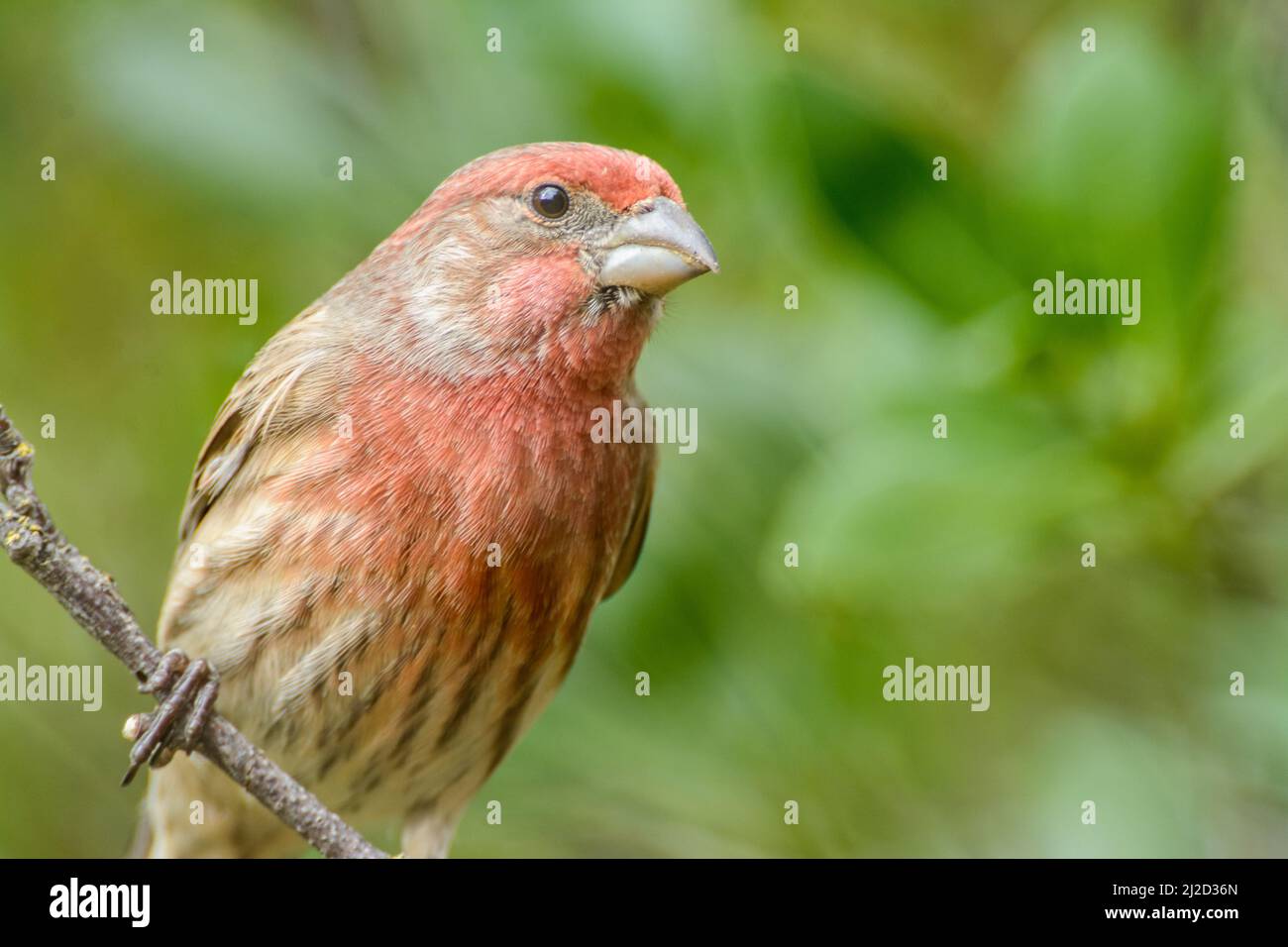 Male house finch common hi-res stock photography and images - Alamy