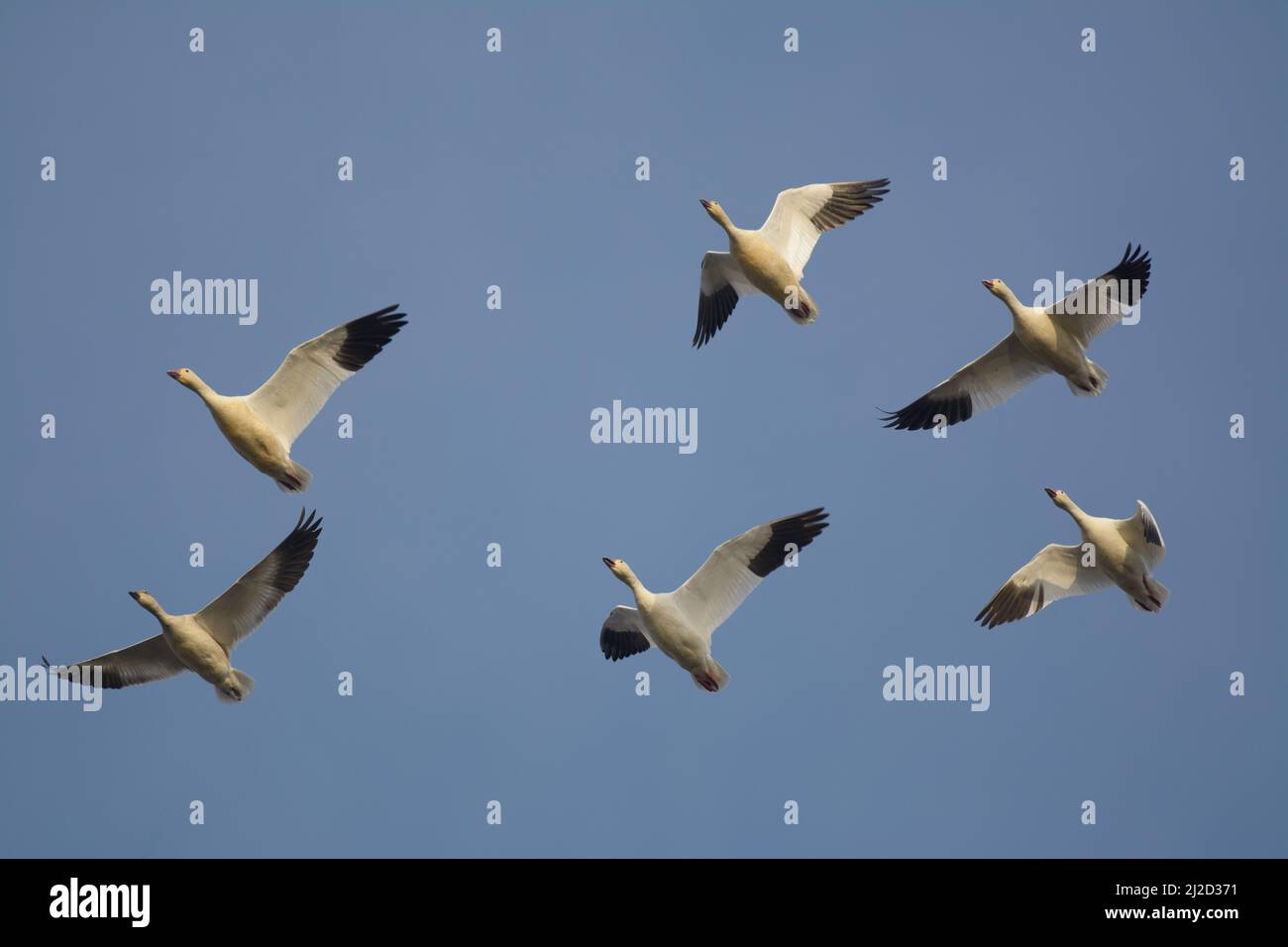 A small flock of snow geese flying overhead Stock Photo - Alamy