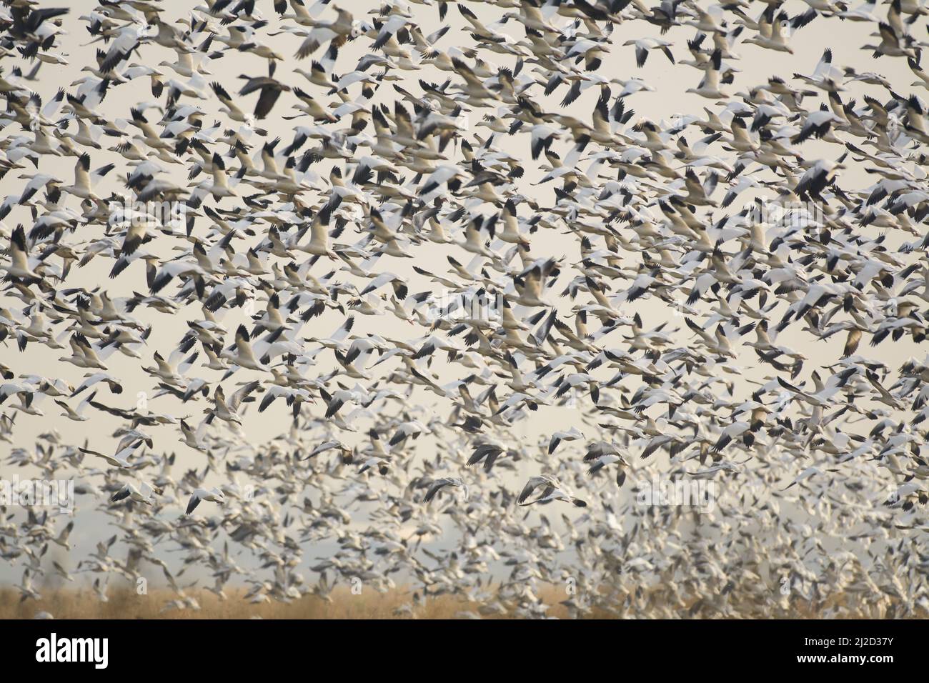 A massive flock of snow geese flying overhead Stock Photo - Alamy