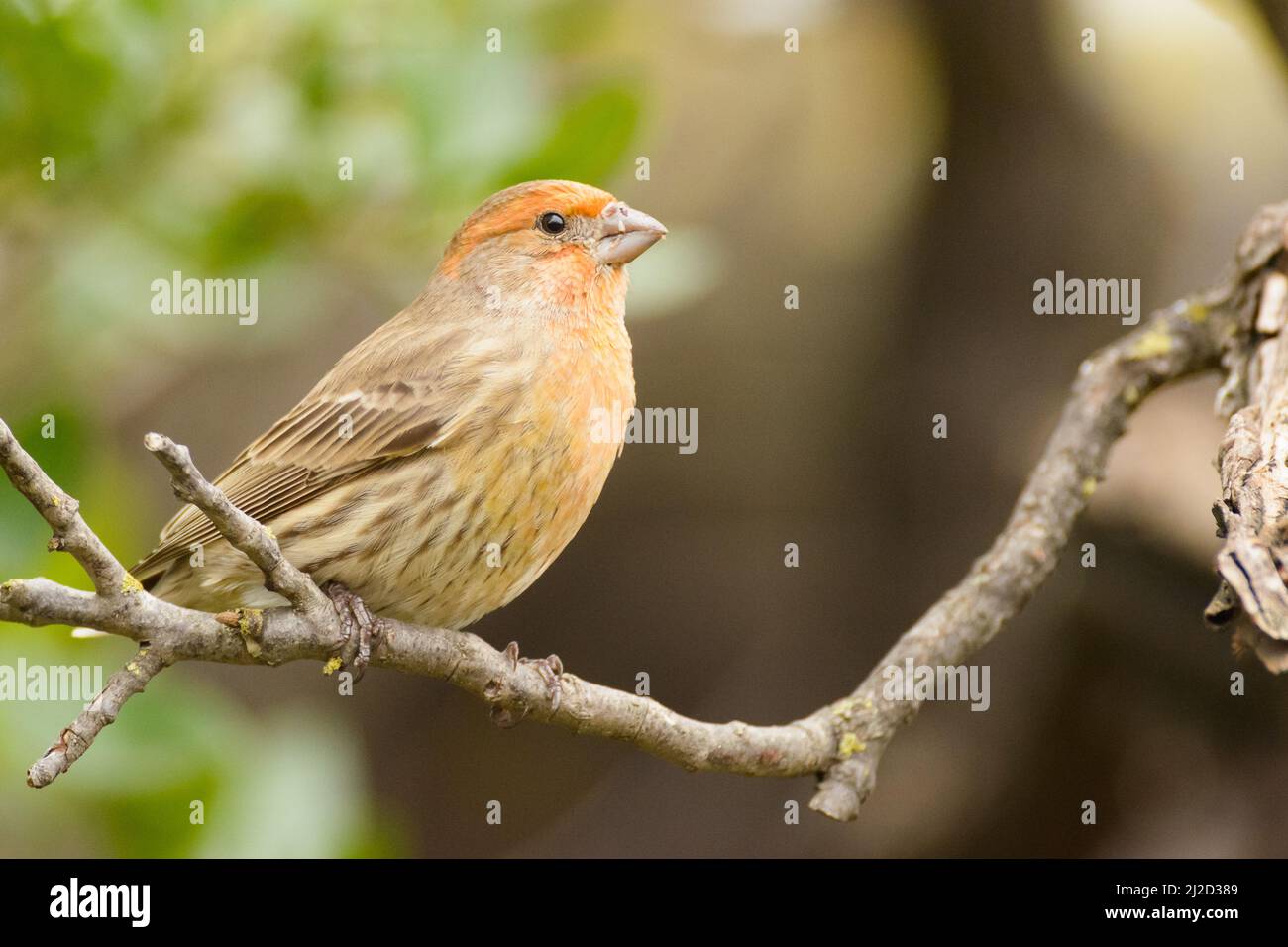 Orange house finch hi-res stock photography and images - Alamy