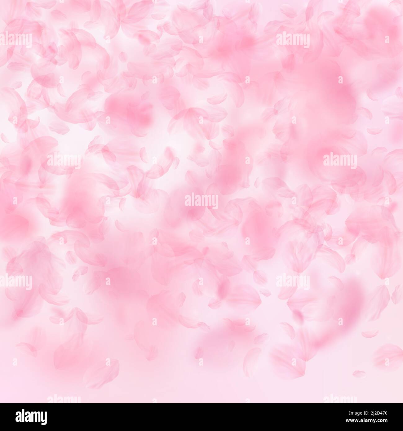 Sakura petals falling down. Romantic pink flowers gradient. Flying ...