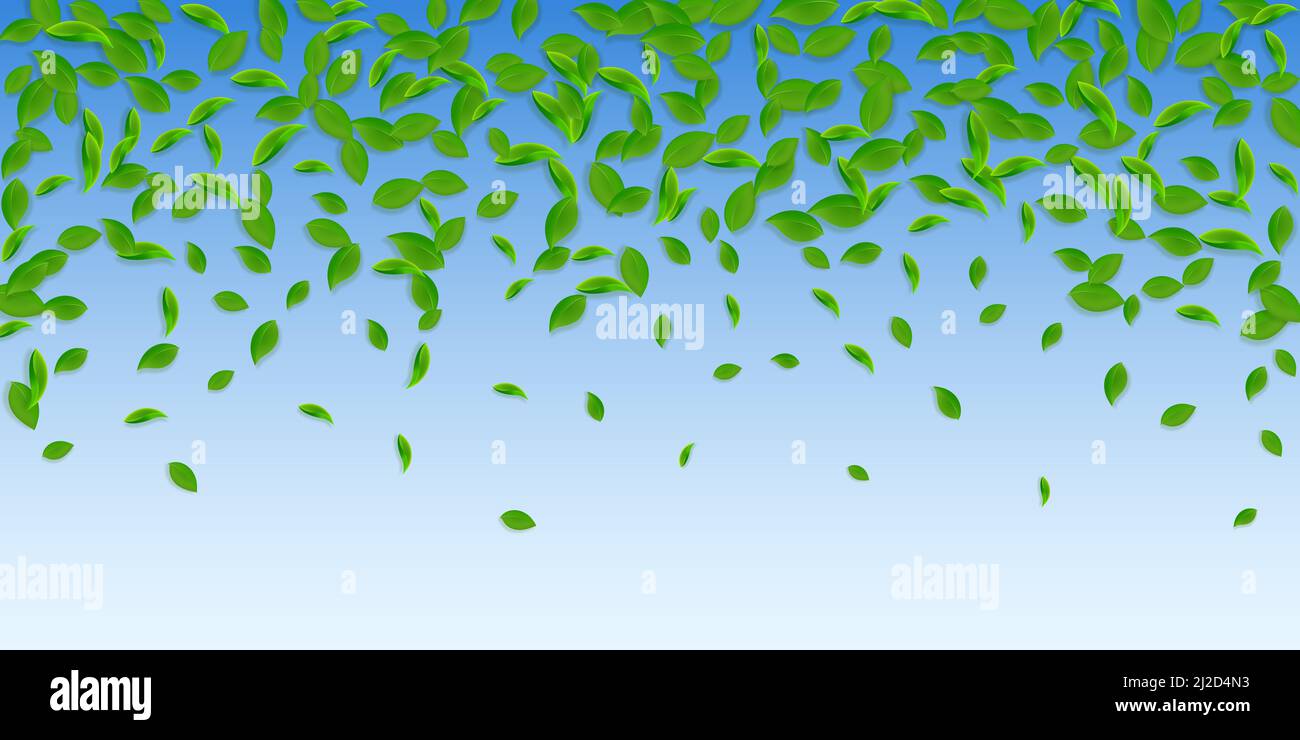 Falling green leaves. Fresh tea chaotic leaves flying. Spring foliage ...