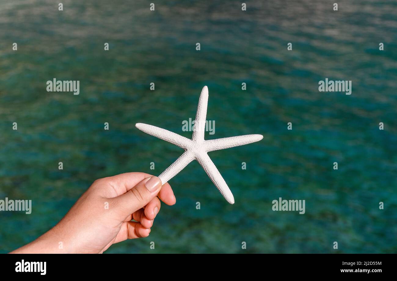 A closeup of a hand holding a white sea star against sea water Stock ...