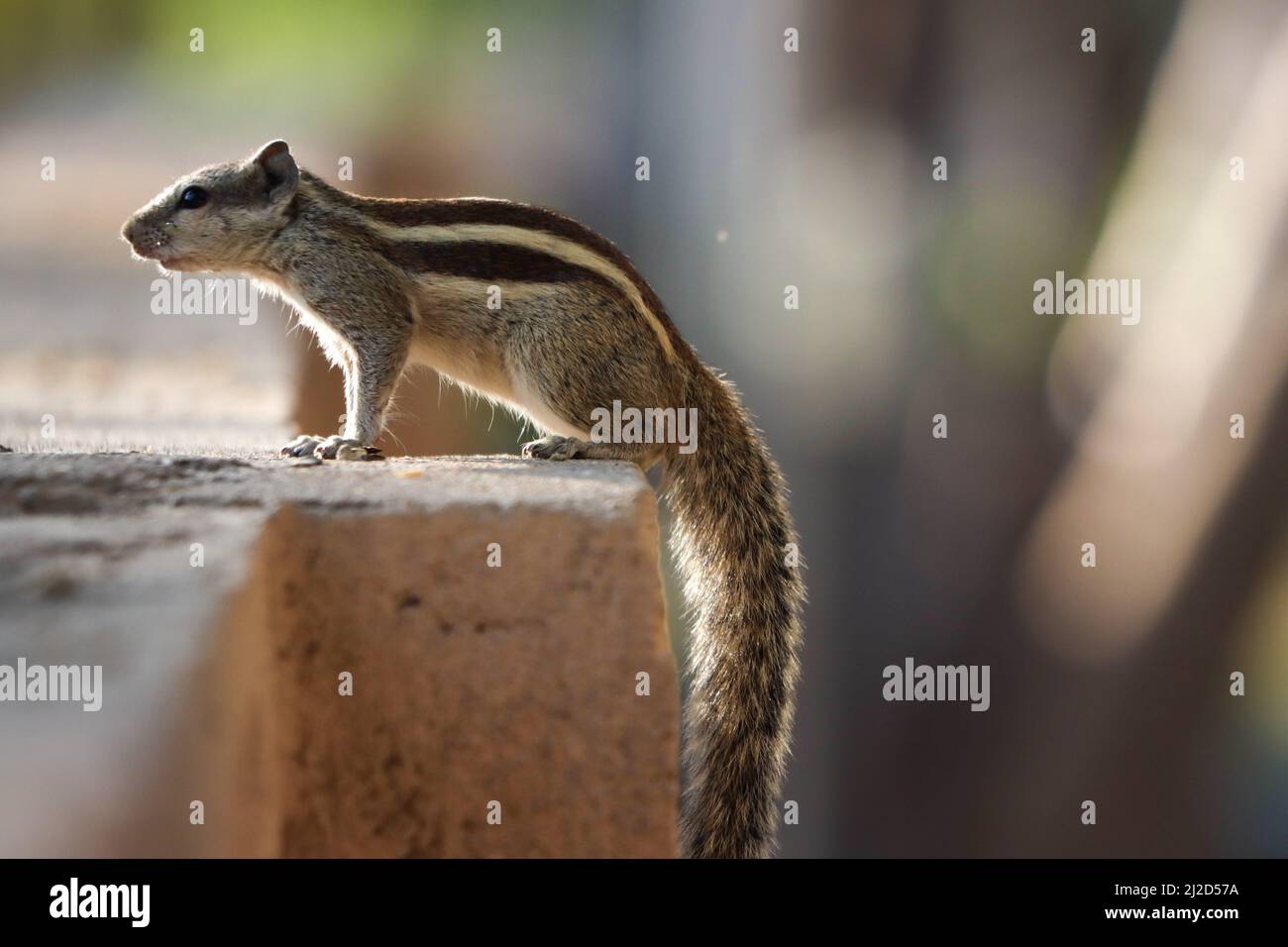 A closeup of a squirrel on the concrete surface Stock Photo - Alamy
