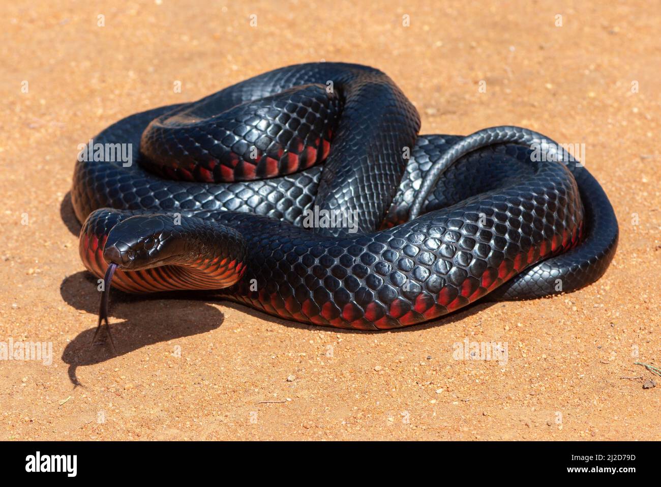 Red-bellied Black Snake flickering it's tongue Stock Photo - Alamy