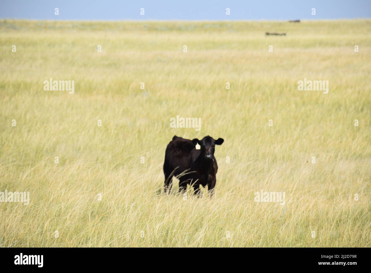 Black angus cow standing in a dry field on the plains of eastern ...