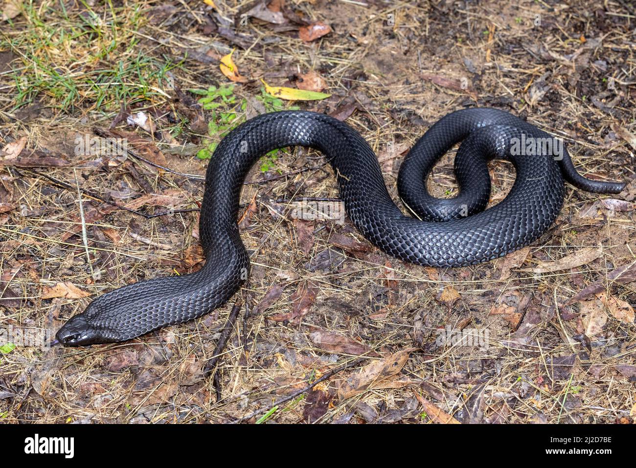 Australian Blue-bellied Black Snake flickering it's tongue Stock Photo ...