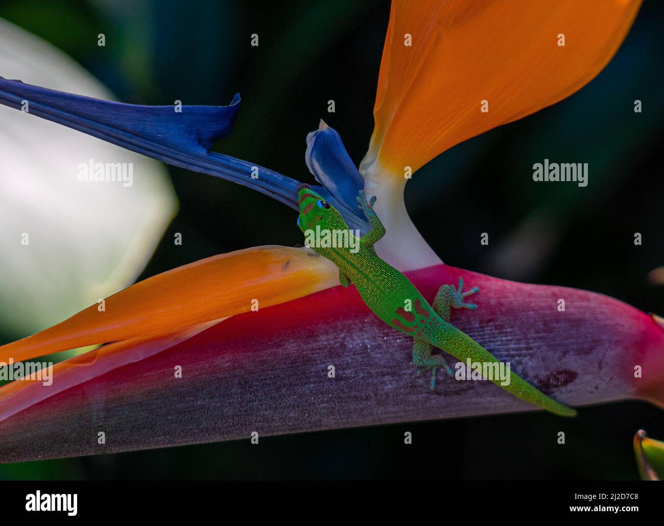 lime gecko on bird of paradise flower Stock Photo - Alamy