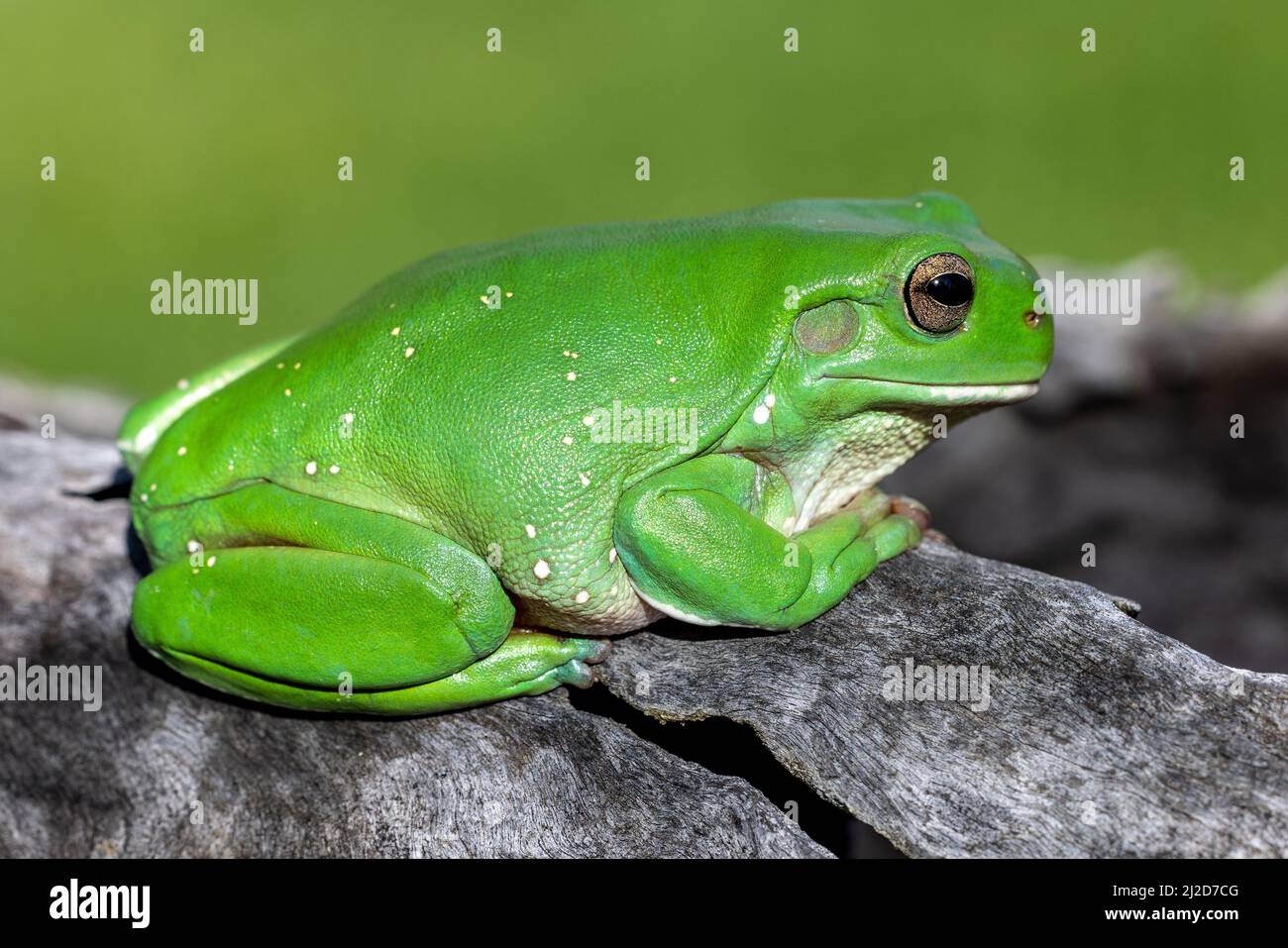 Australian Green Tree Frog basking on log Stock Photo - Alamy
