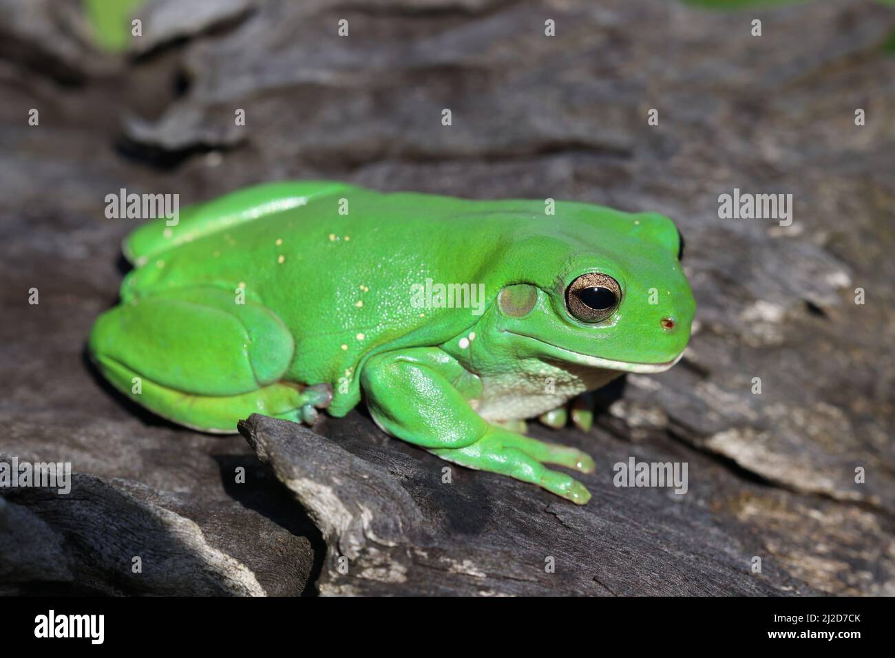 Green Tree Frog Stock Photo - Alamy