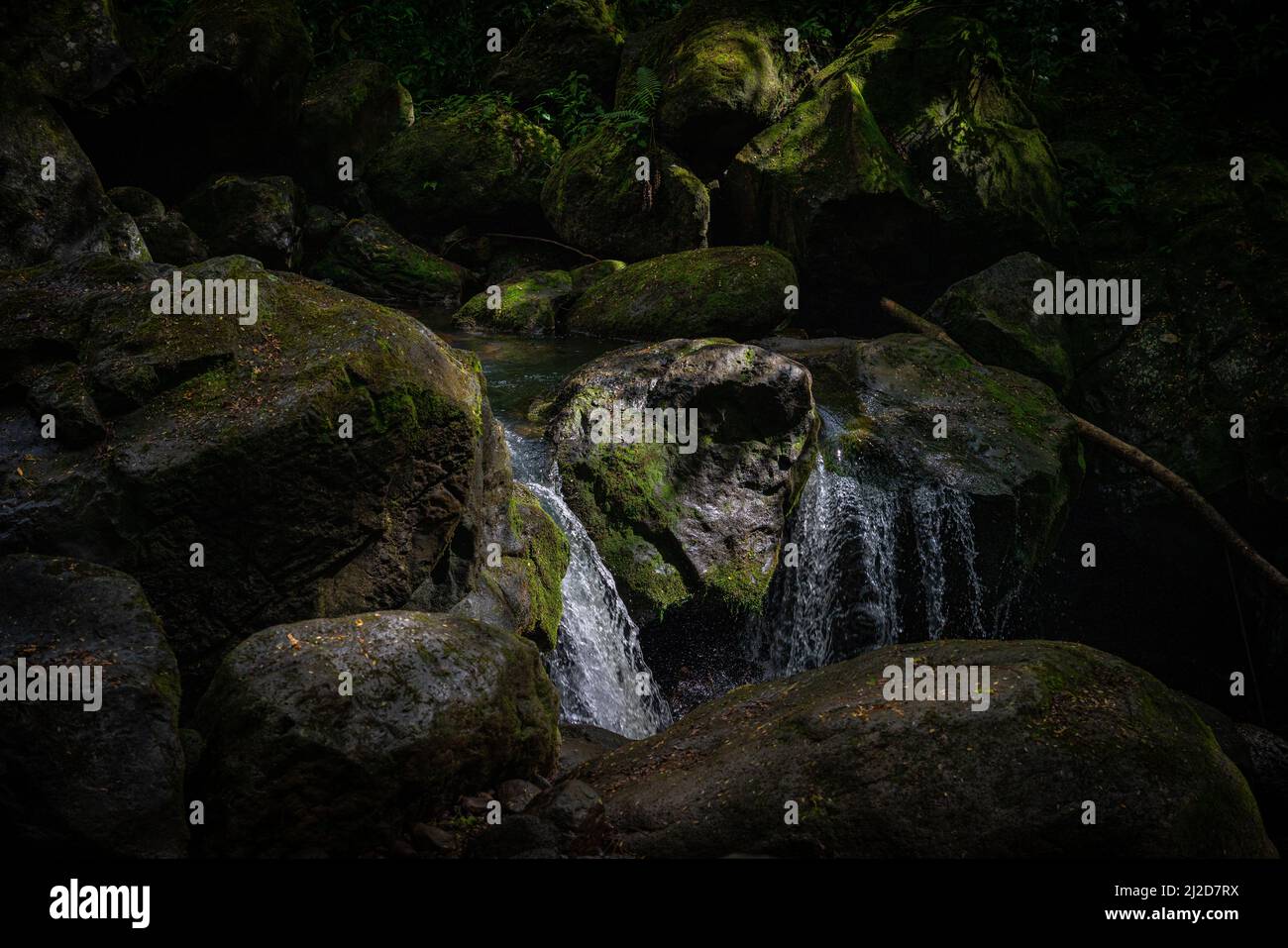 Conservation work rain forest hi-res stock photography and images - Alamy