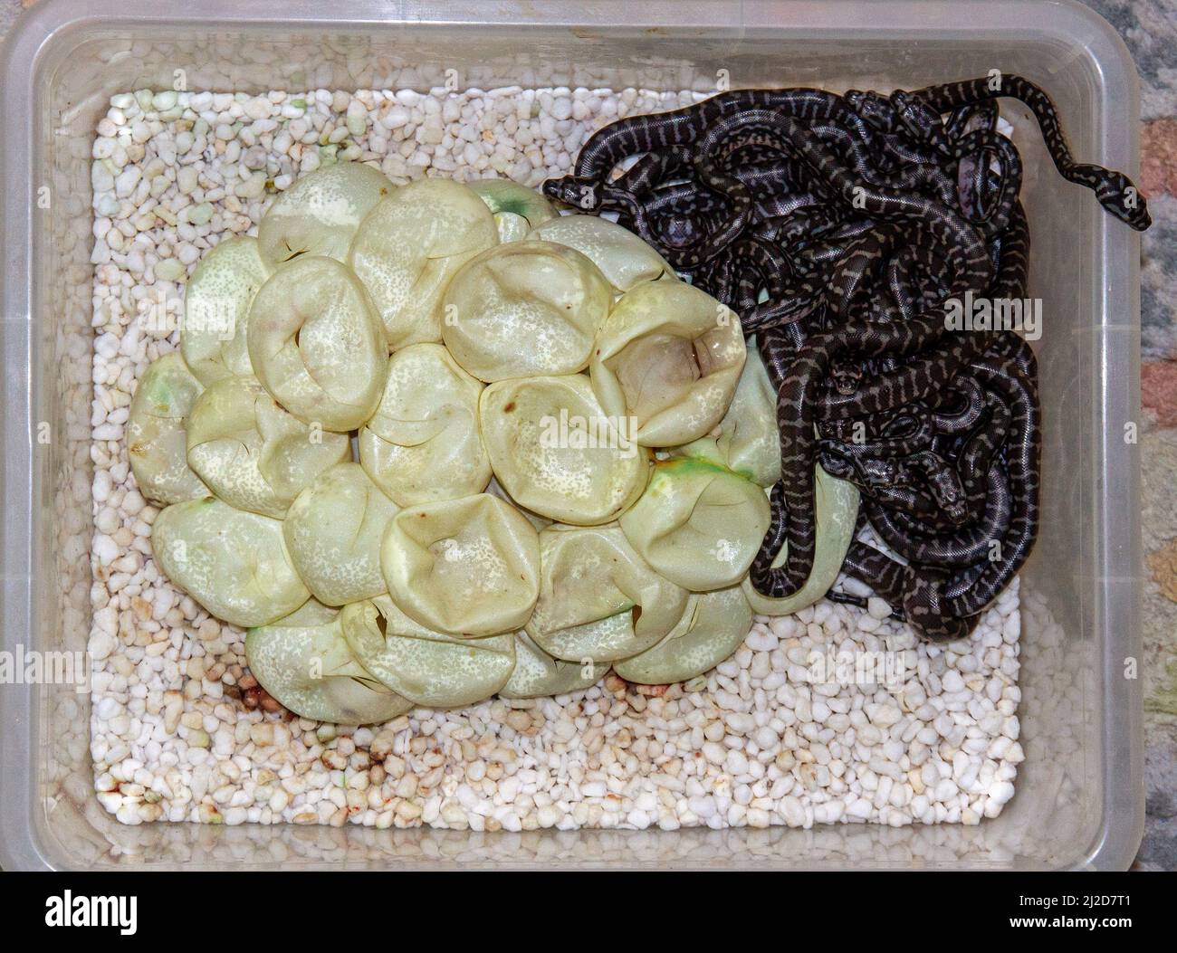 Python clutch hi-res stock photography and images - Alamy