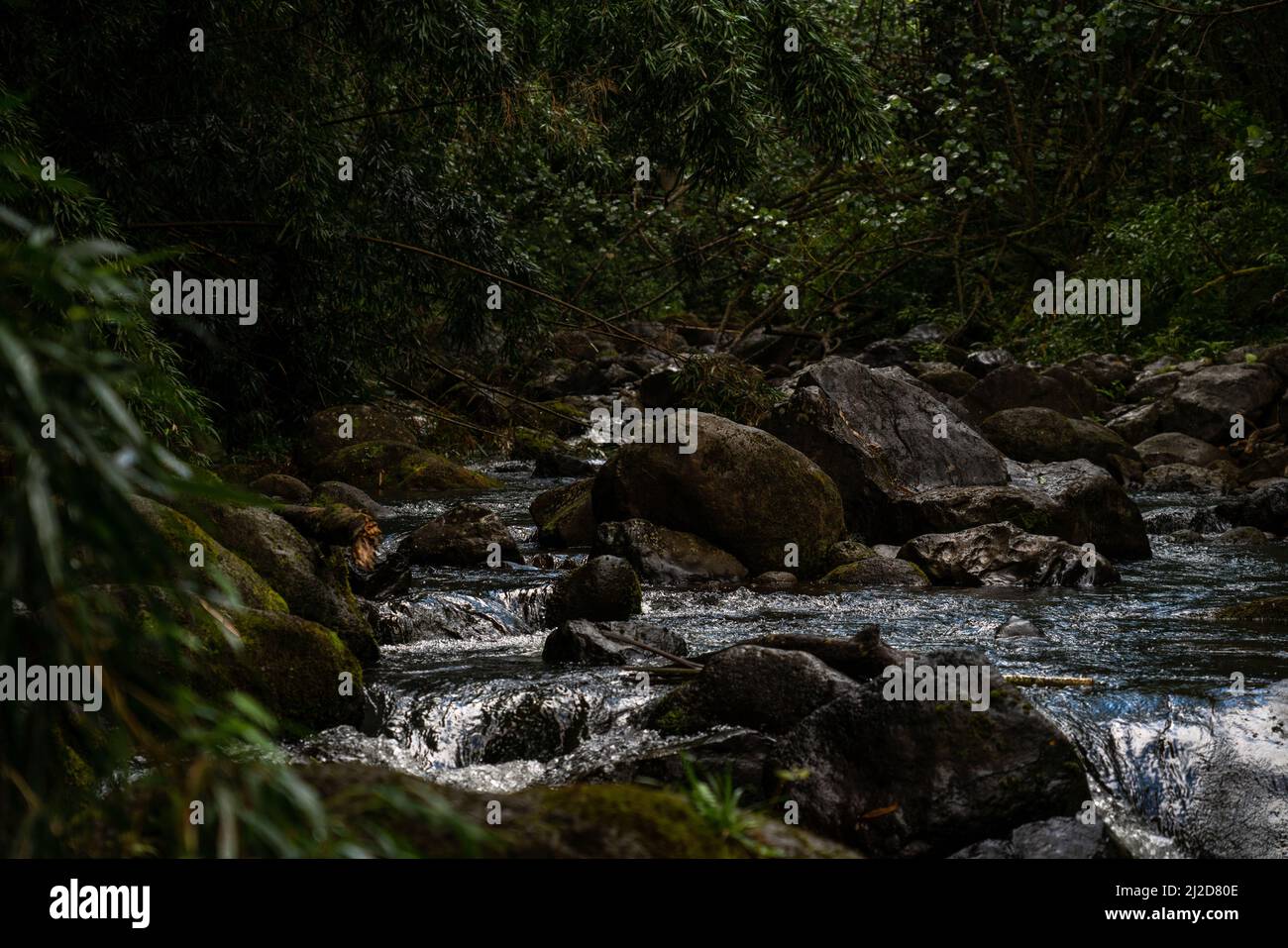 rain forest stream Stock Photo - Alamy