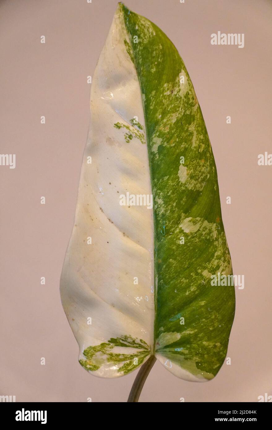Philodendron domesticum variegated hi-res stock photography and images ...
