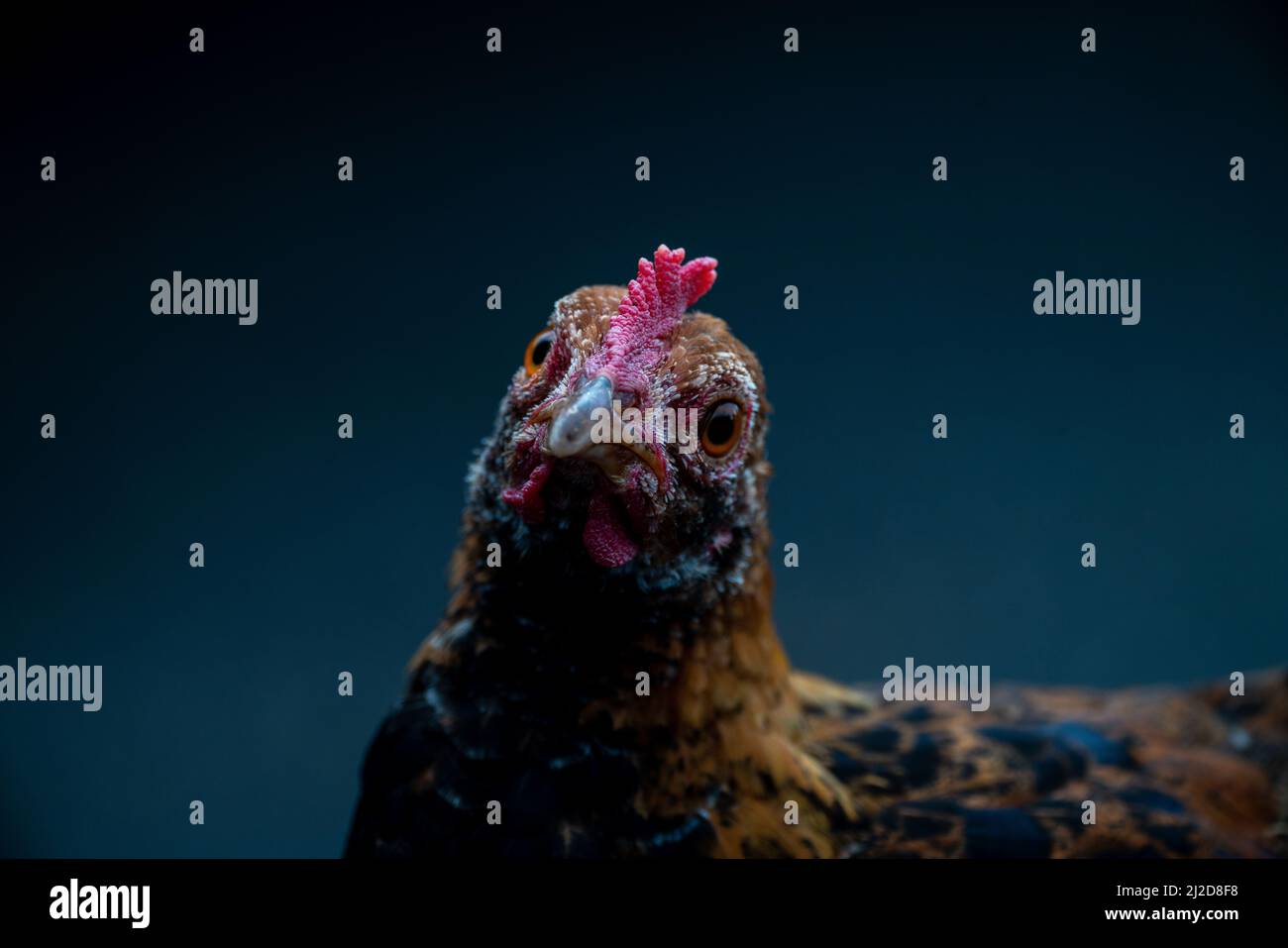 Chicken exploring hi-res stock photography and images - Alamy
