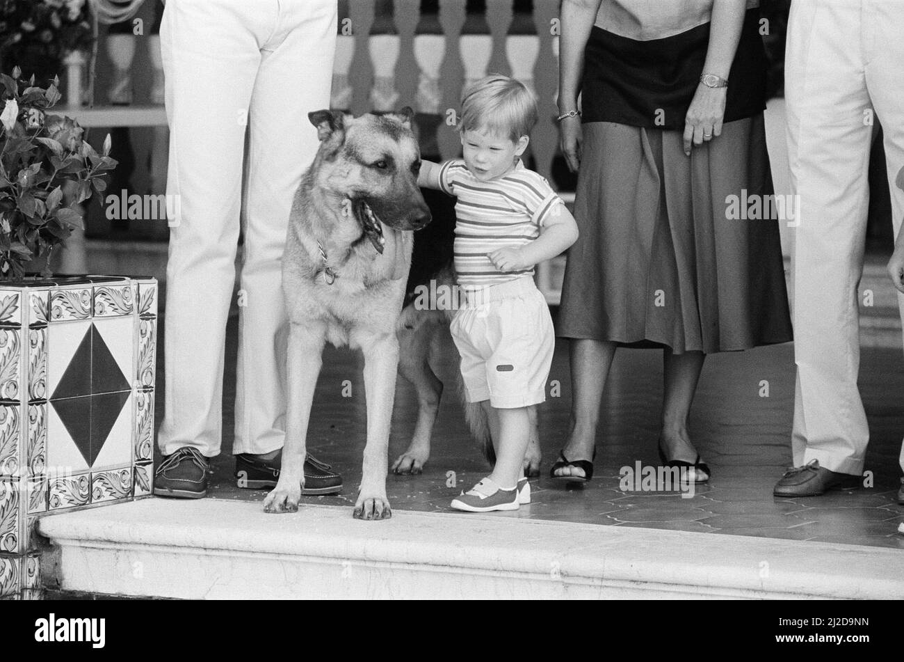 Prince Harry befriends the family dog. Rest of this picture set : HRH ...