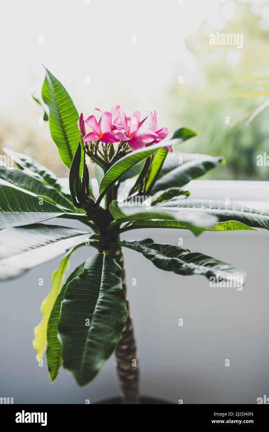 close-up of frangipani plumeria plant with pink flowers next to window ...