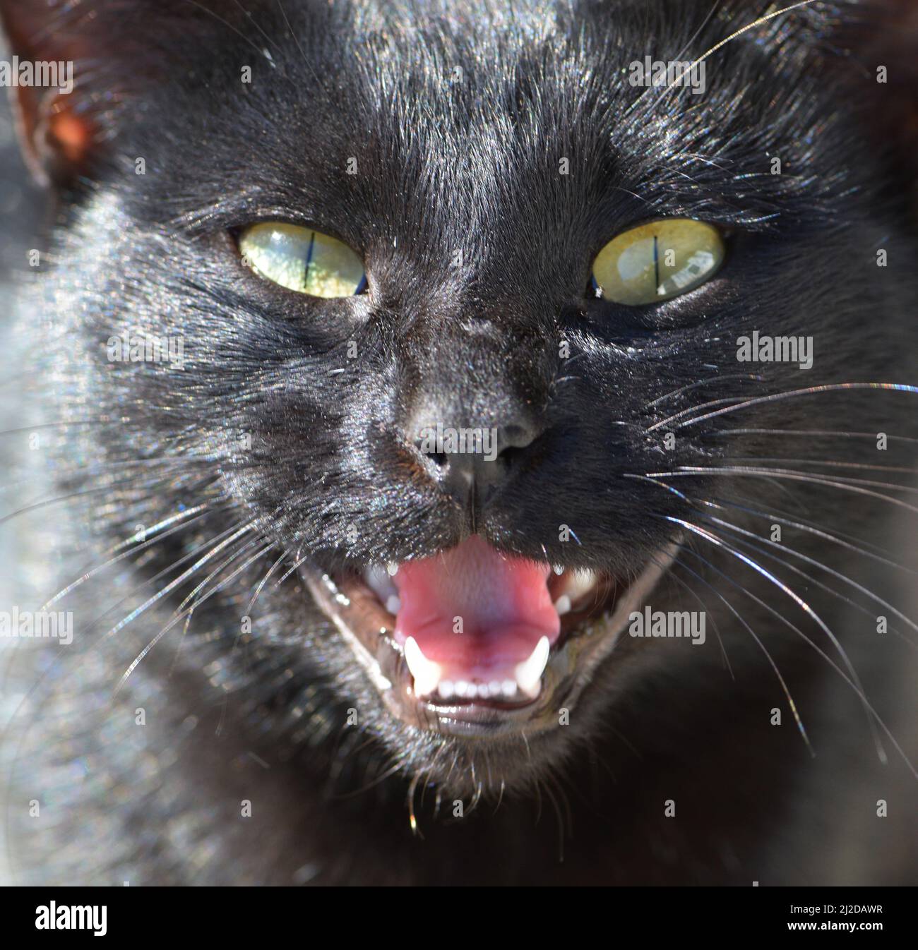 Cat meowing hi-res stock photography and images - Alamy