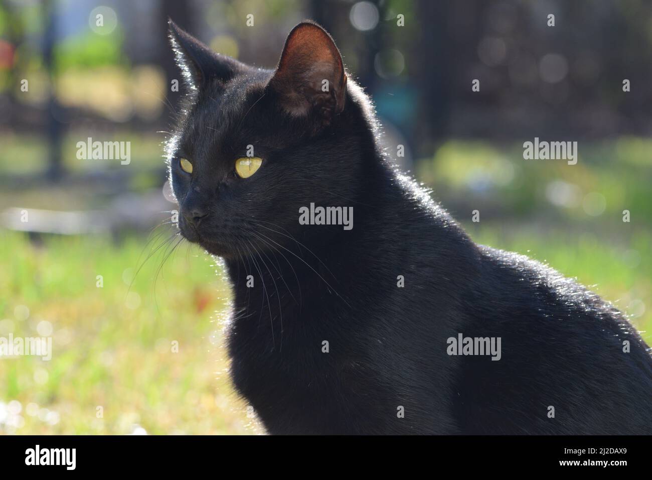 Left facing animal hi-res stock photography and images - Alamy