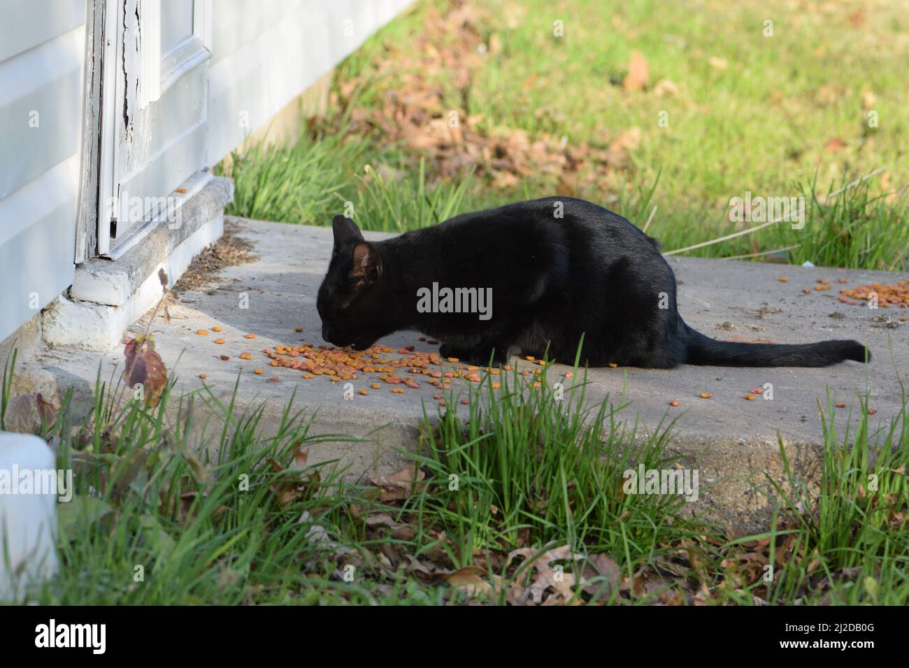 An outdoor black cat eating dry food left for it on a back yard porch ...