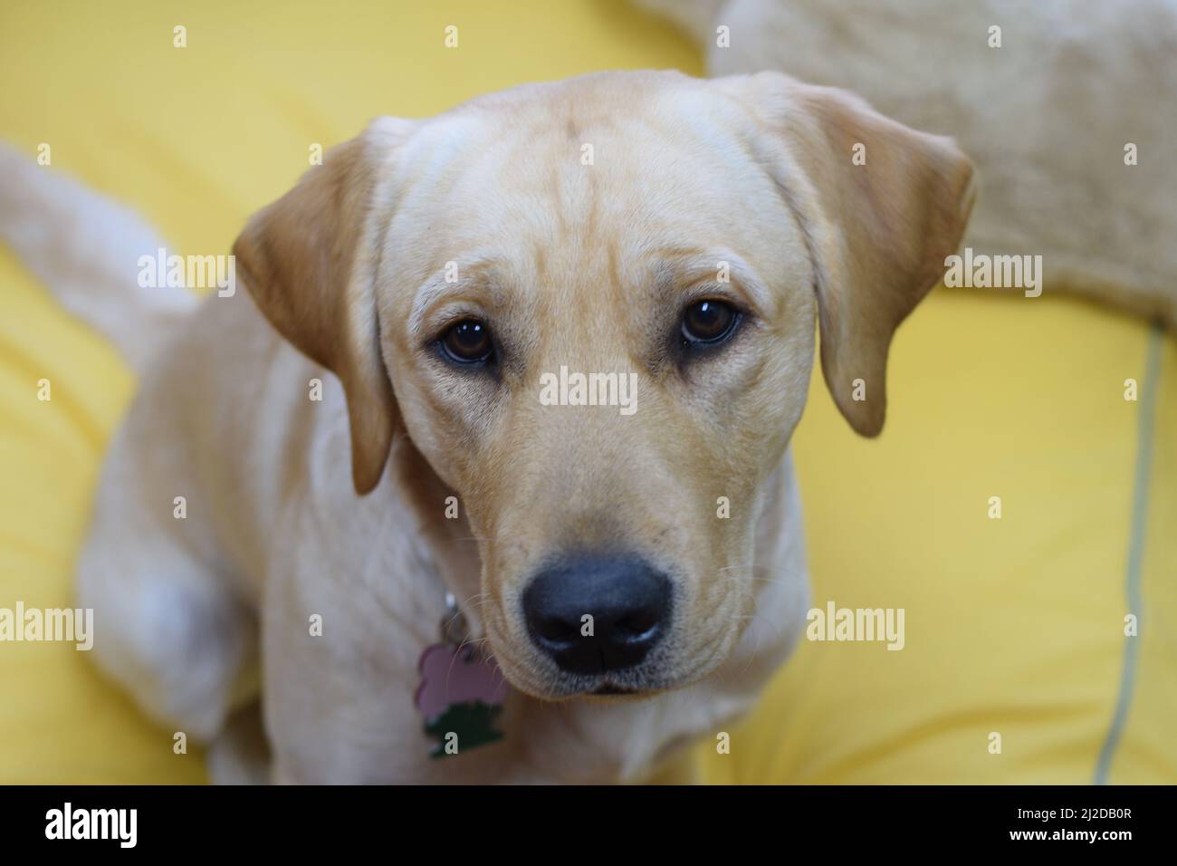 Sad puppy face hi-res stock photography and images - Alamy
