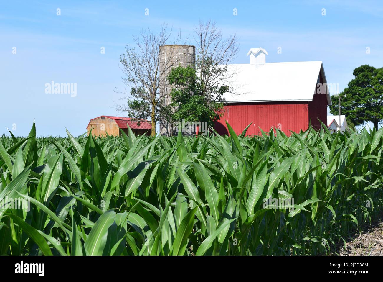 A red barn, silo and field of corn in east central Illinois near Filson ...