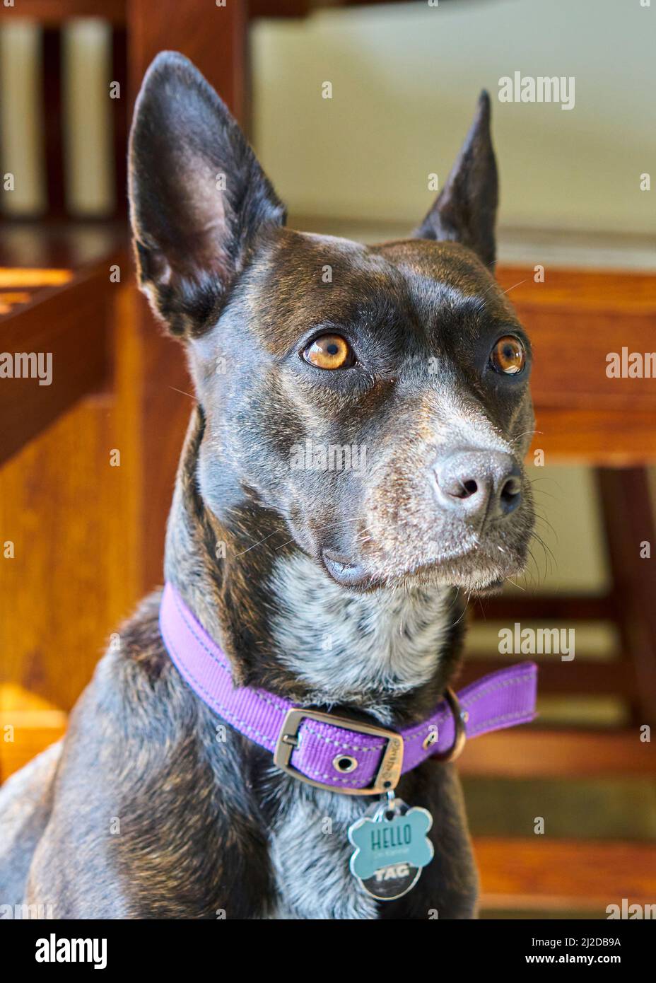 Blue Heeler Mix