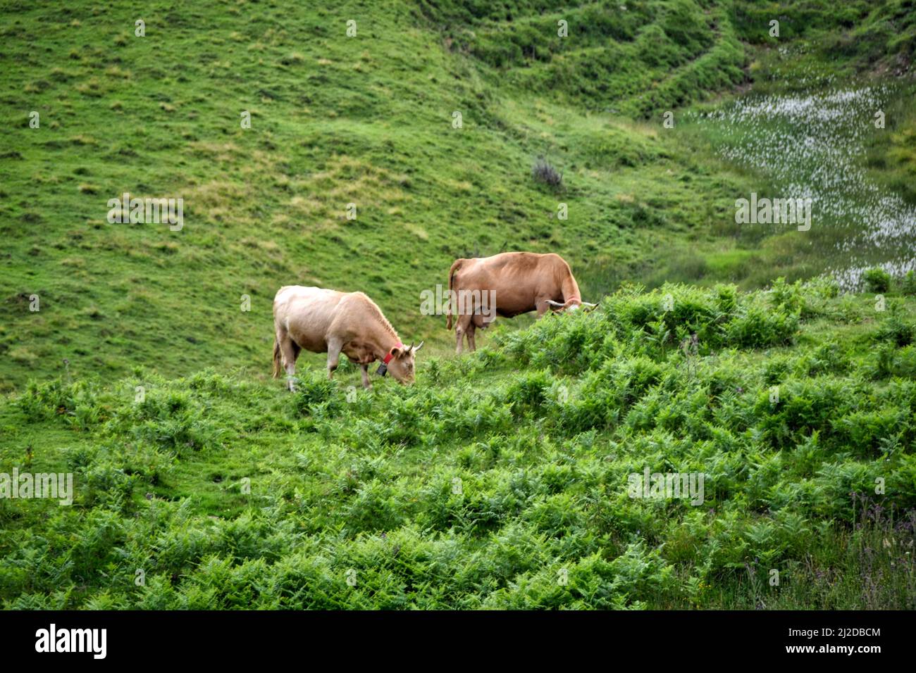 Cows field pyrenees france hi-res stock photography and images - Alamy