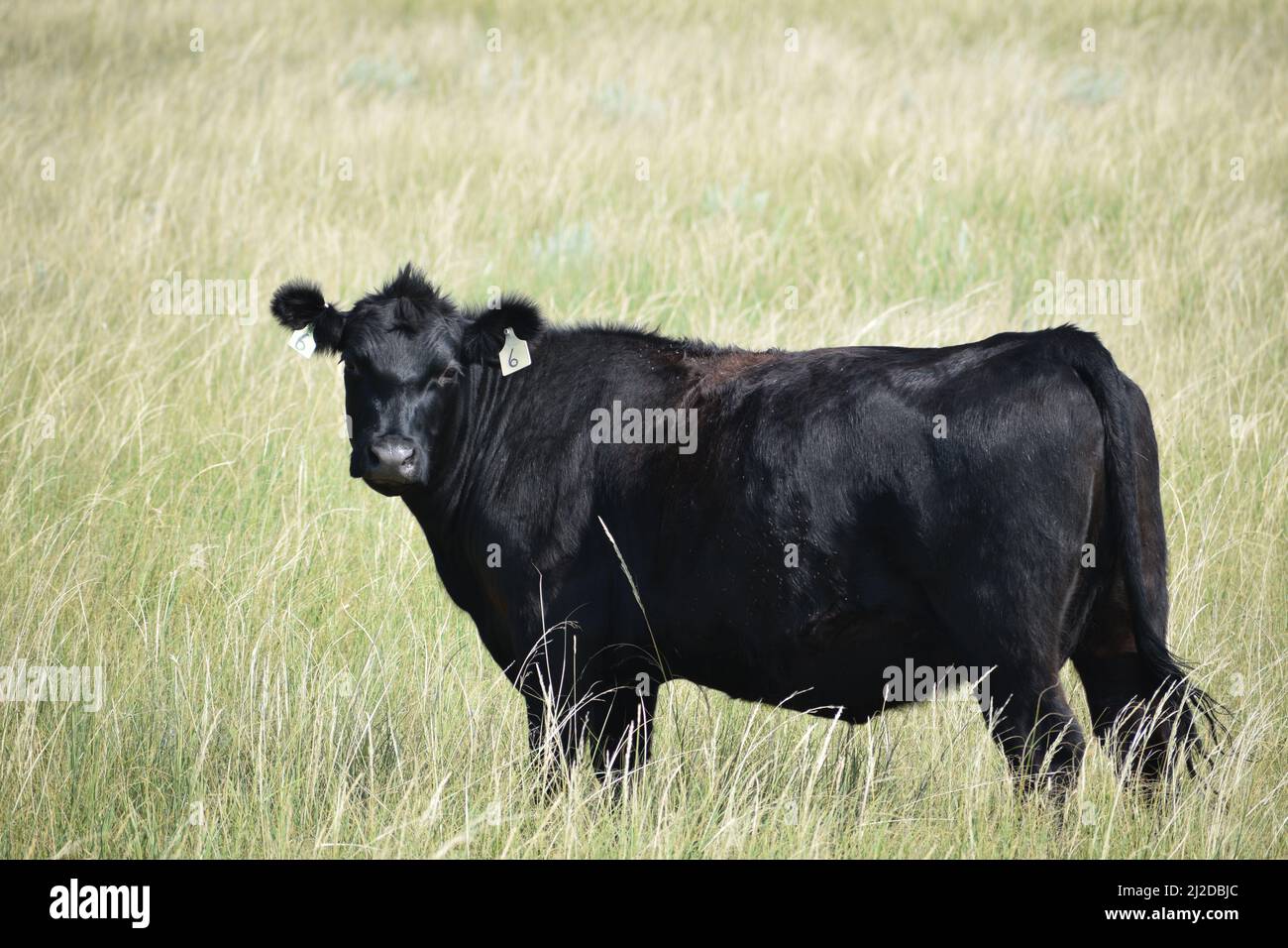 Black angus cow standing in a dry field on the plains of eastern ...