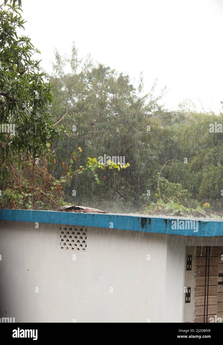 raining in summer raindrops falling down the floor Stock Photo - Alamy