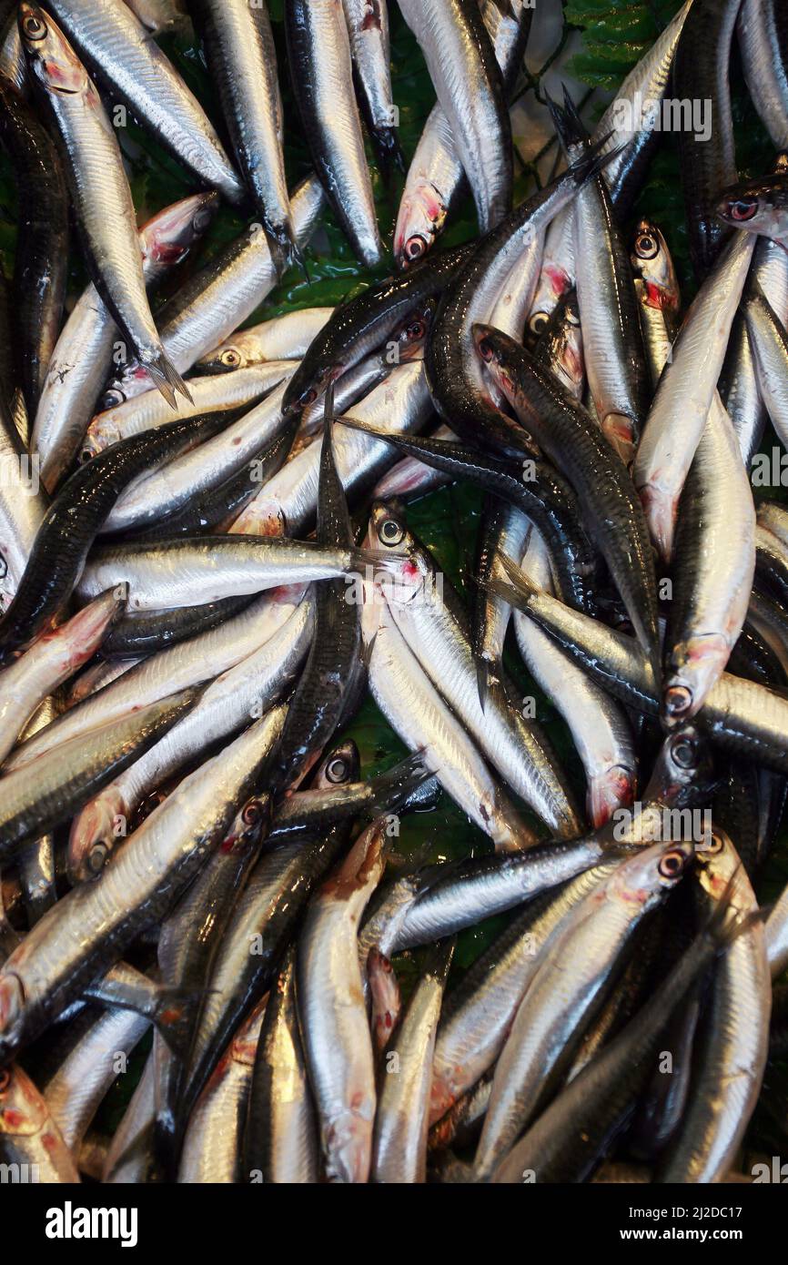 Anchovies (Turkish: Hamsi) on the fish counter Stock Photo - Alamy
