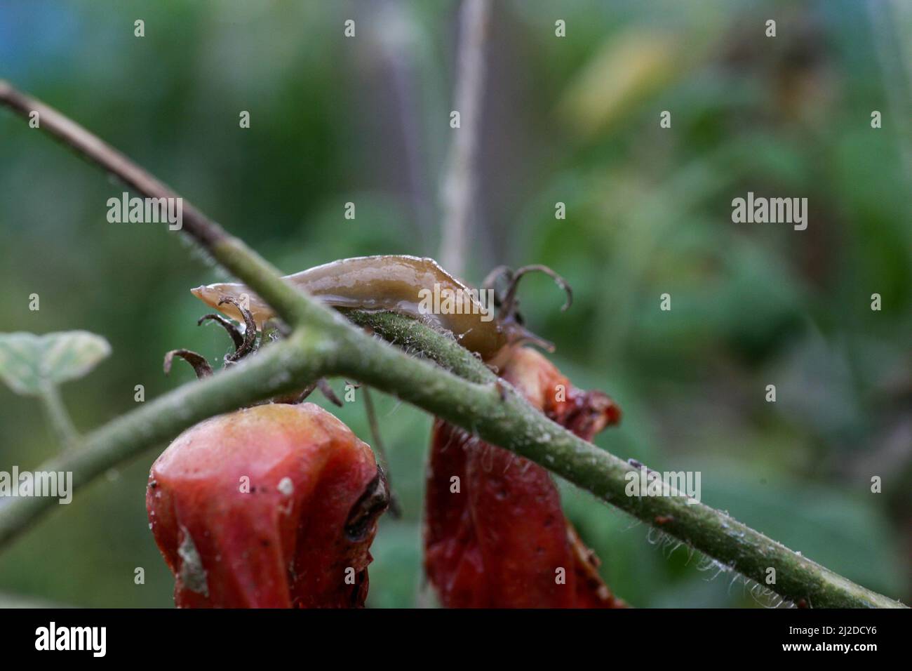 A closeup of a slug tomato pest on a fresh garden . Insects destroy ...
