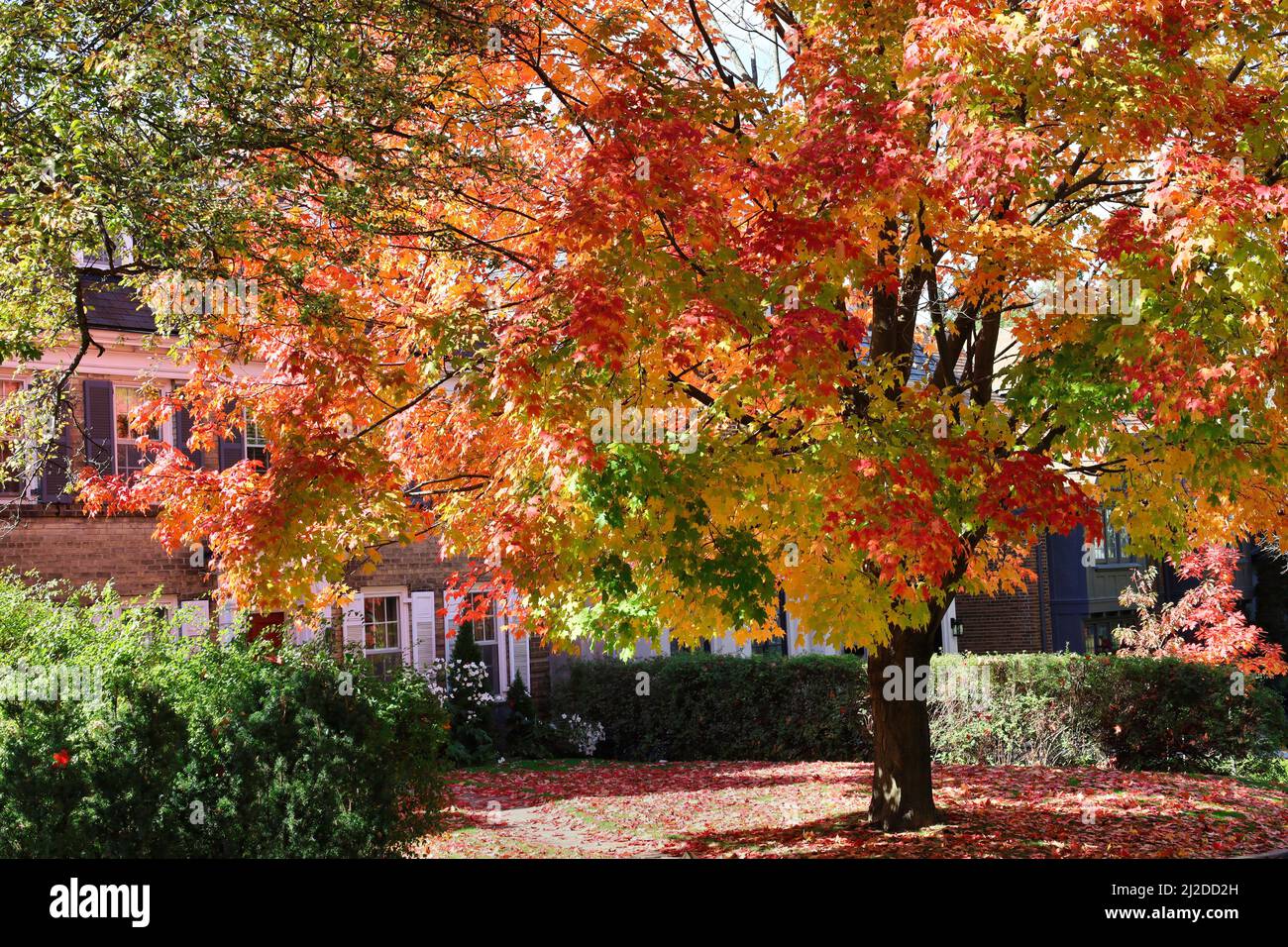 Maple tree in front yard of house with brilliant fall colors Stock ...