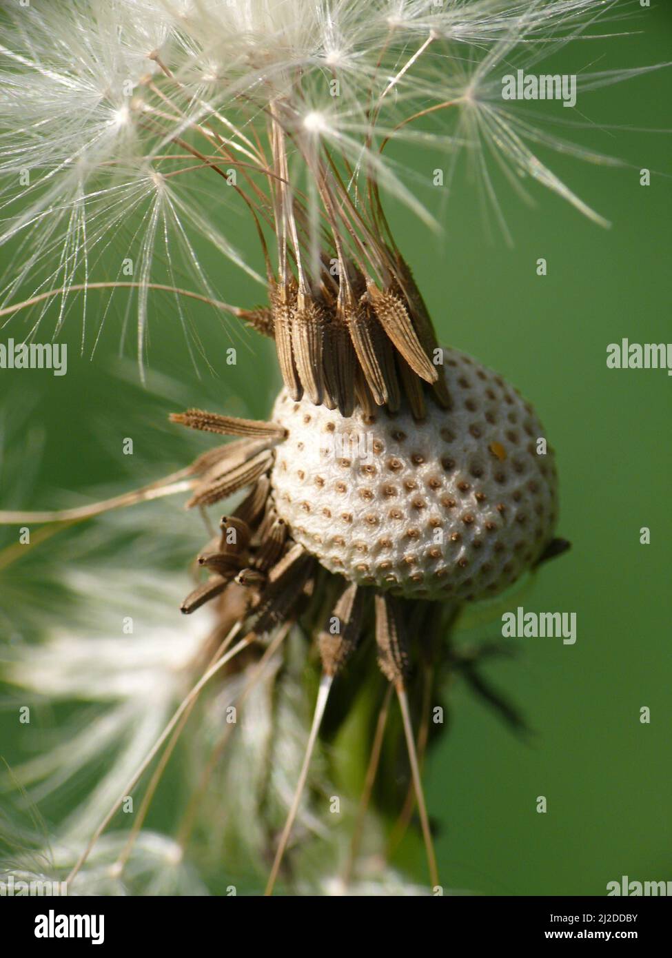 Dandelion structure hi-res stock photography and images - Alamy