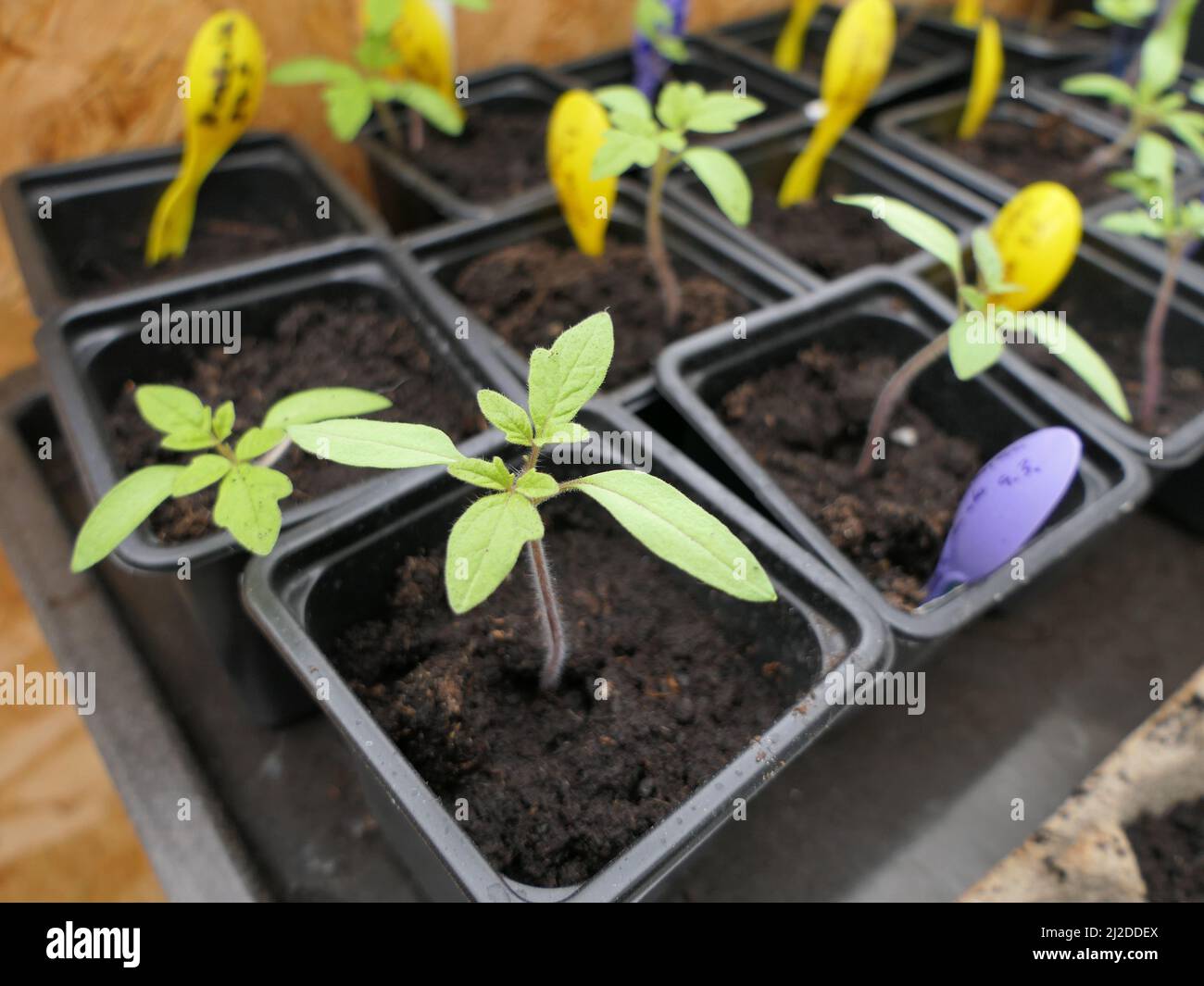 Young Plants, Sowing, Growing Tomato Plants Stock Photo - Alamy