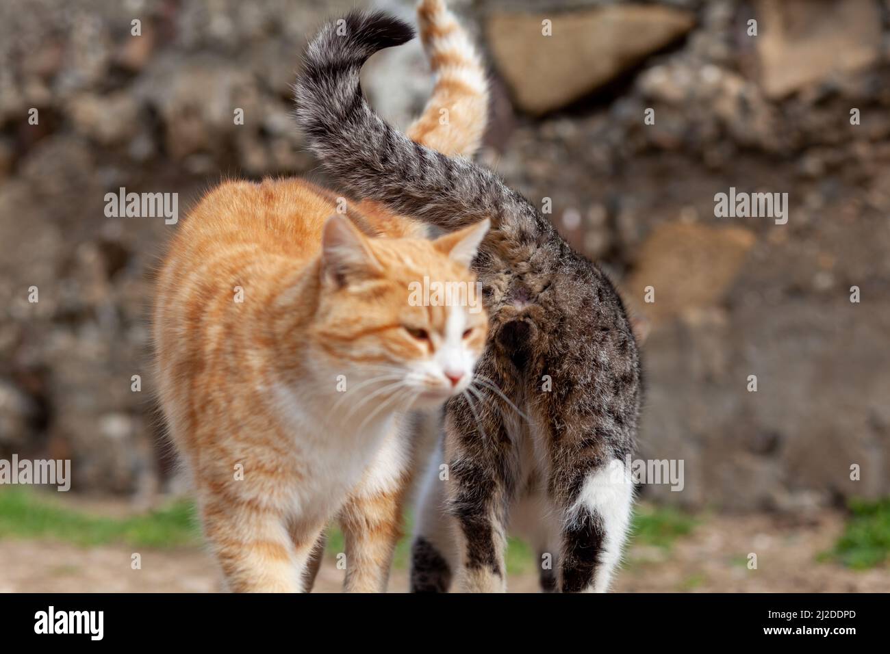 A beautiful striped street cat in the countryside. Two cats are ...