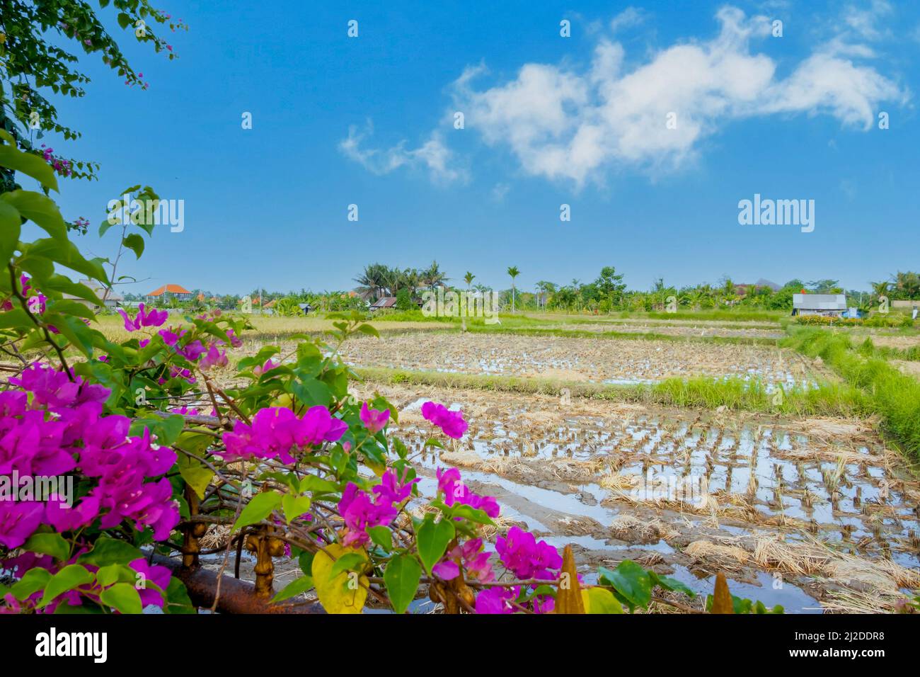 Rice fields after the harvest with blue sky and scattered white clouds ...