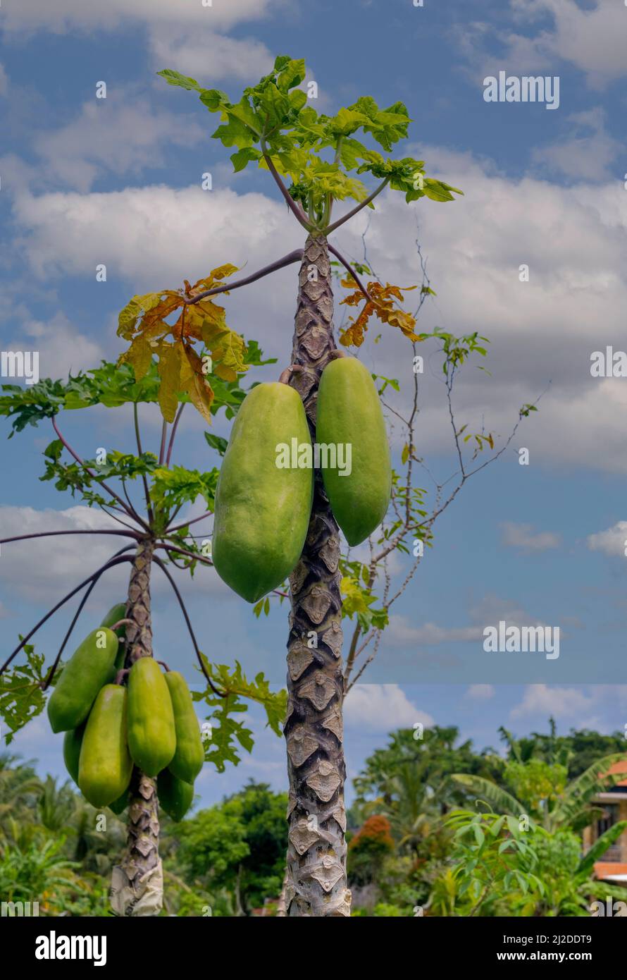 Asian fruit trees hi-res stock photography and images - Alamy