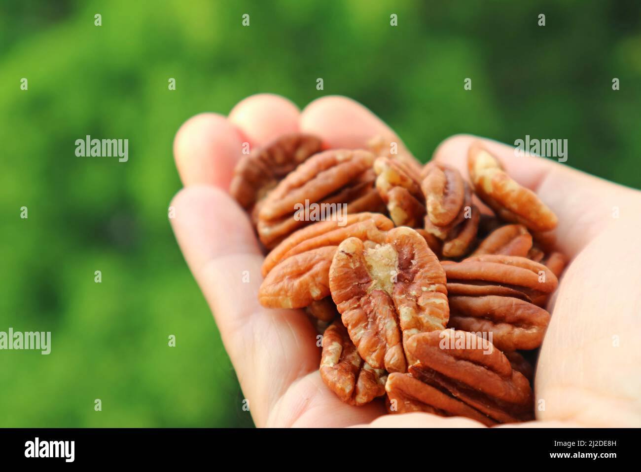 Man's Hand Filled with Pecan Nuts with Blurry Green Garden in the ...