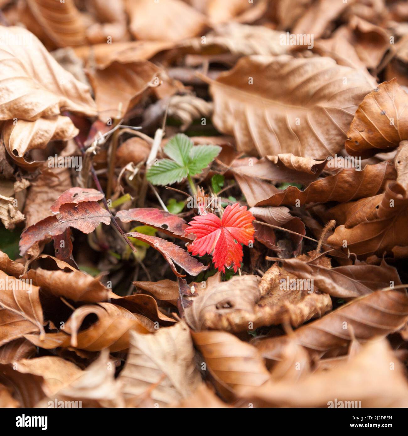 Minimal nature background. Autumn colors on dry leaves. Woodland ...