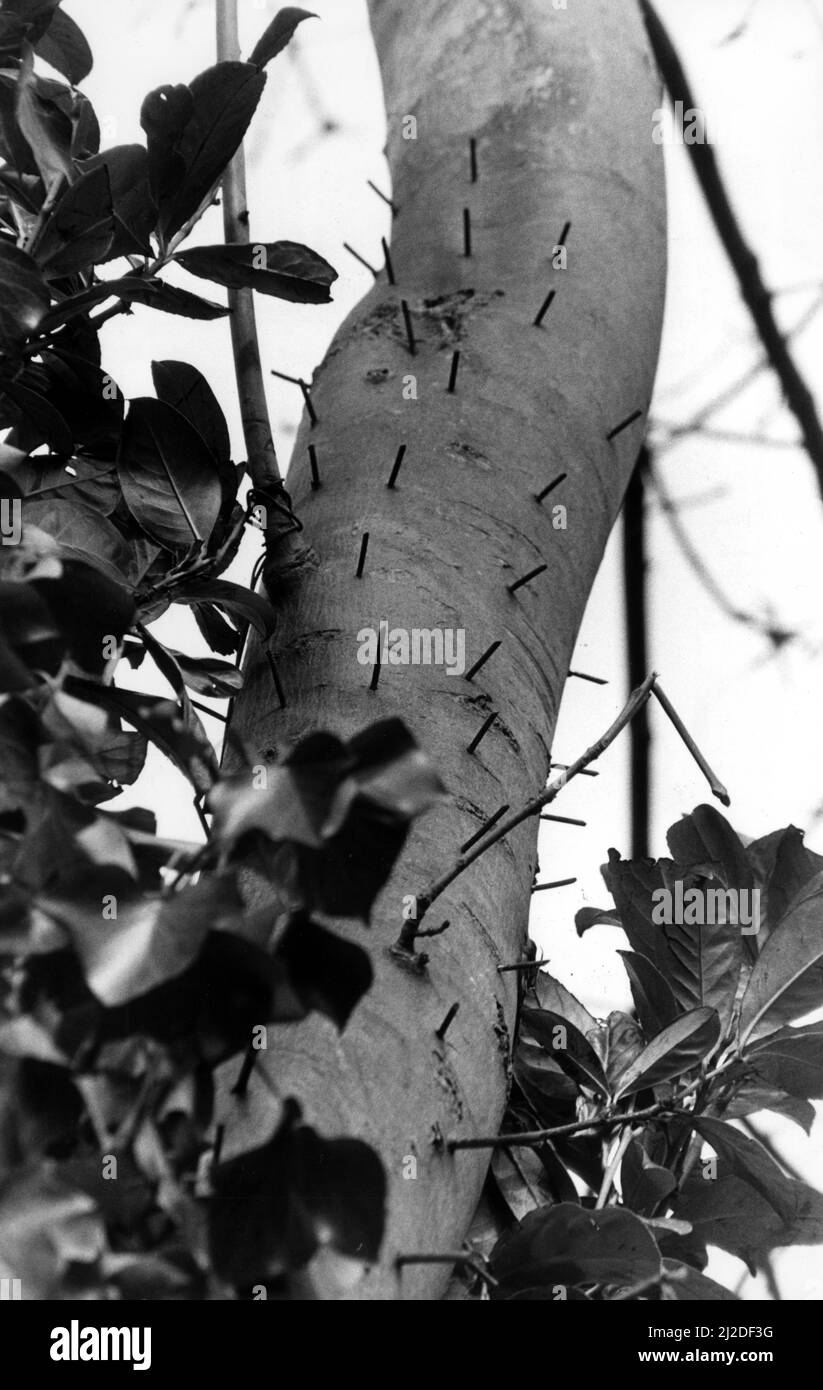 The discovery of scores of headless nails embedded in a tree trunk ...