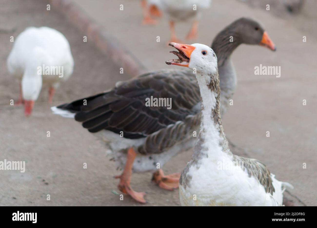 Animals and insects in the open, outdoors takes Stock Photo - Alamy