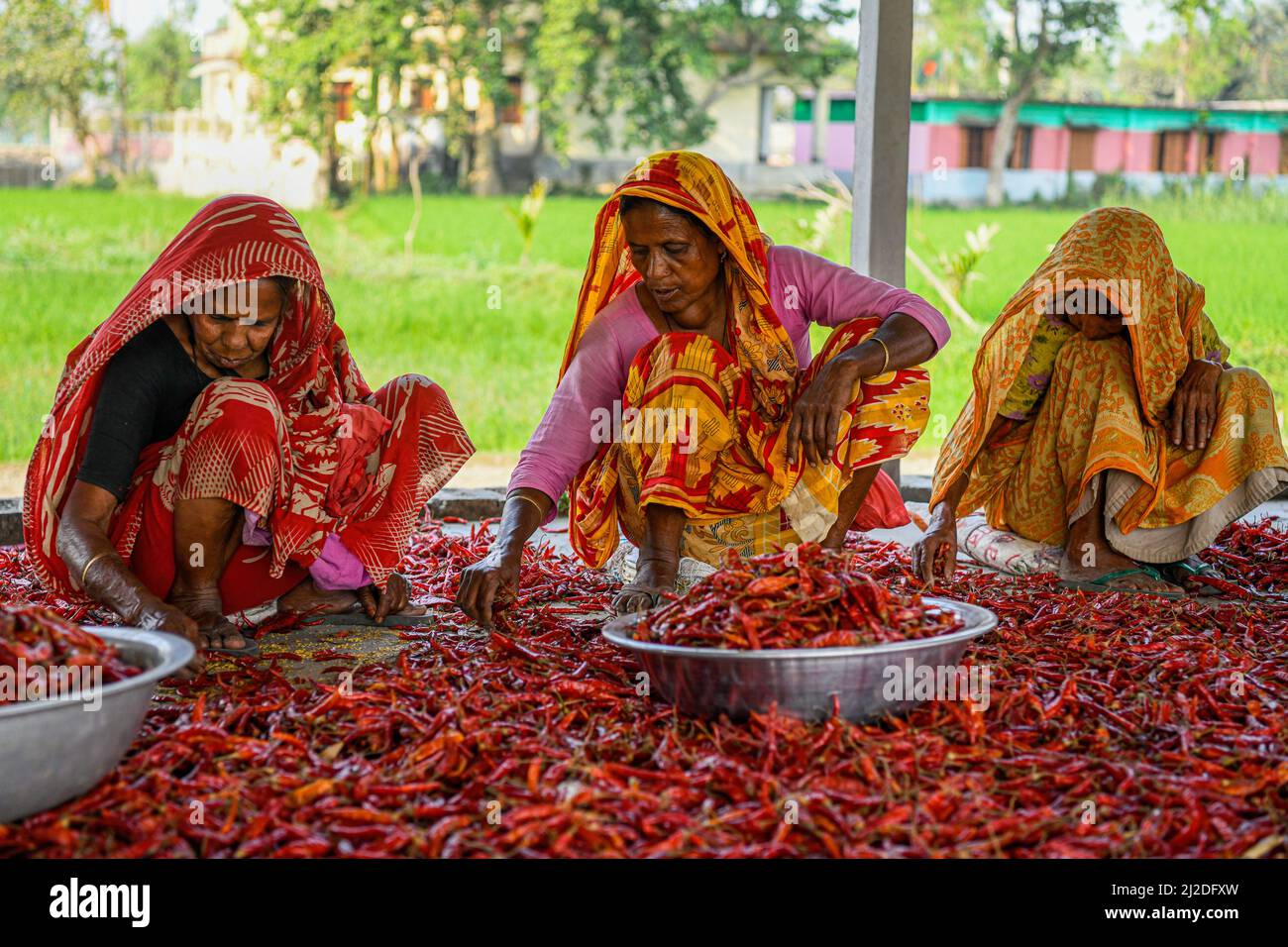 Bogra, Bangladesh. 20th Mar, 2022. Bangladeshi women process and dry ...