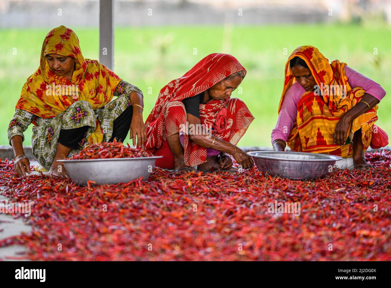 Bogra, Bangladesh. 20th Mar, 2022. Bangladeshi women process and dry ...
