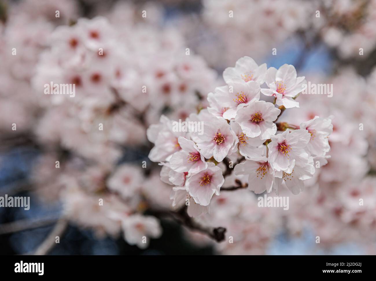 Sakura Is The National Flower Of Japan at Damon Larmon blog