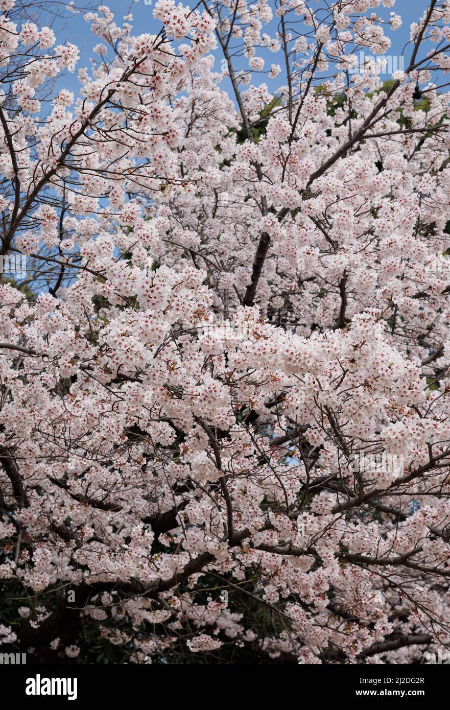 Cherry blossoms tree seen in Nagoya. The Cherry blossom also known as ...