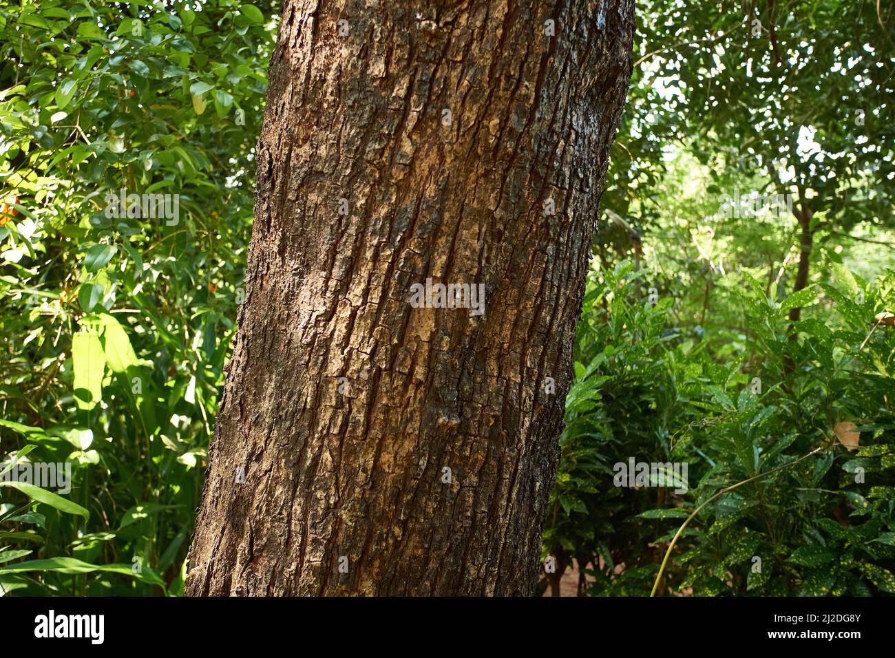 The Bakula Tree, which feeds many birds, mammals and insects, grows ...
