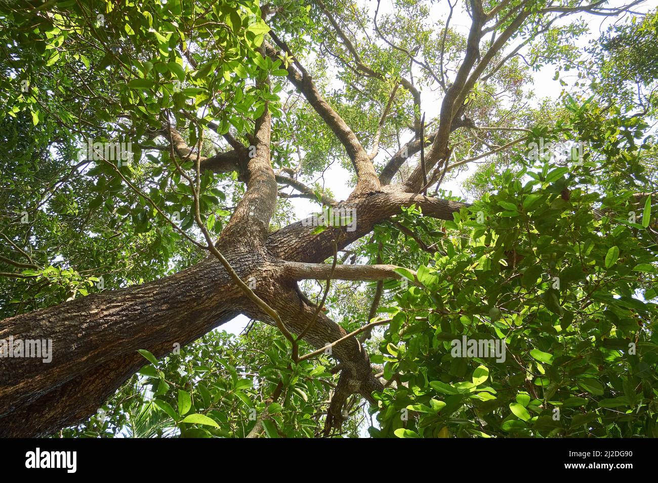 The Bakula Tree, which feeds many birds, mammals and insects, grows ...